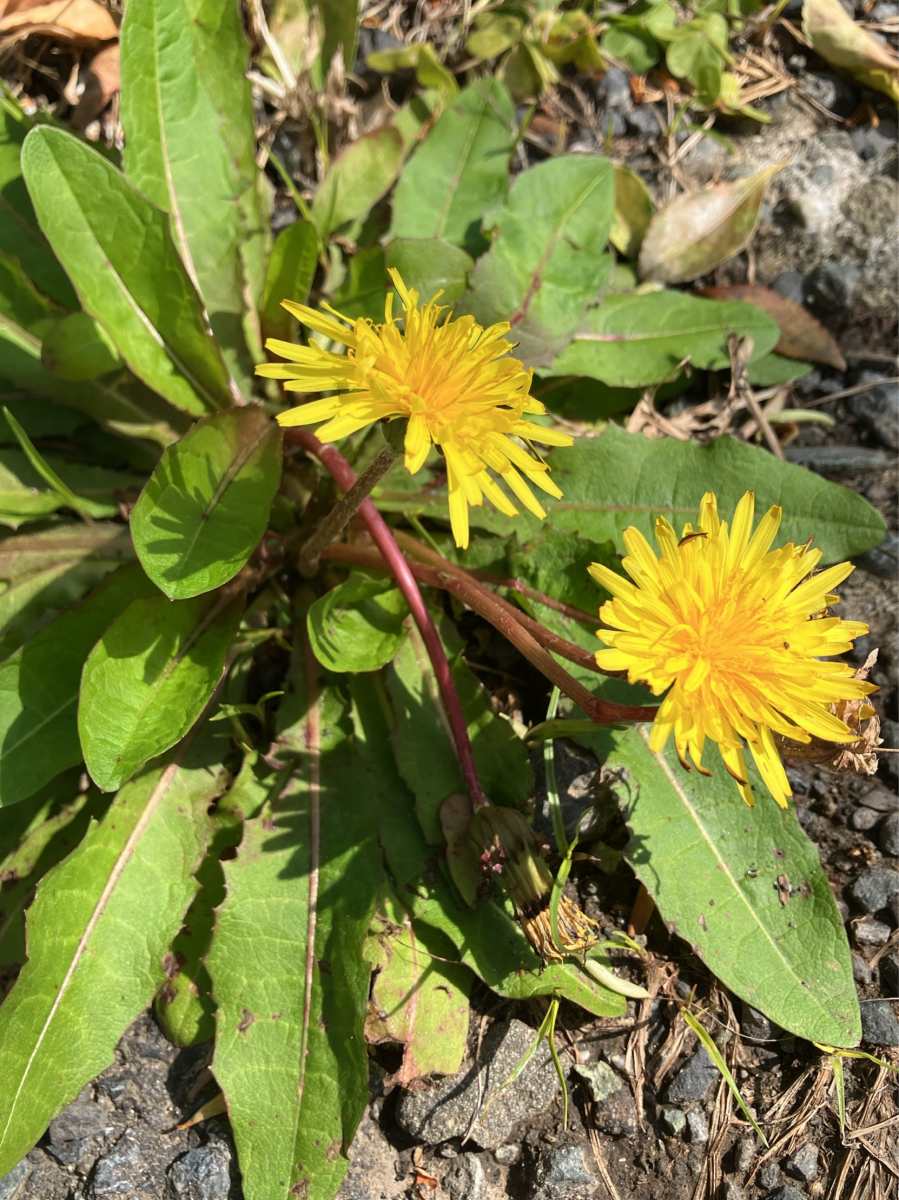 詳細検索：環境省