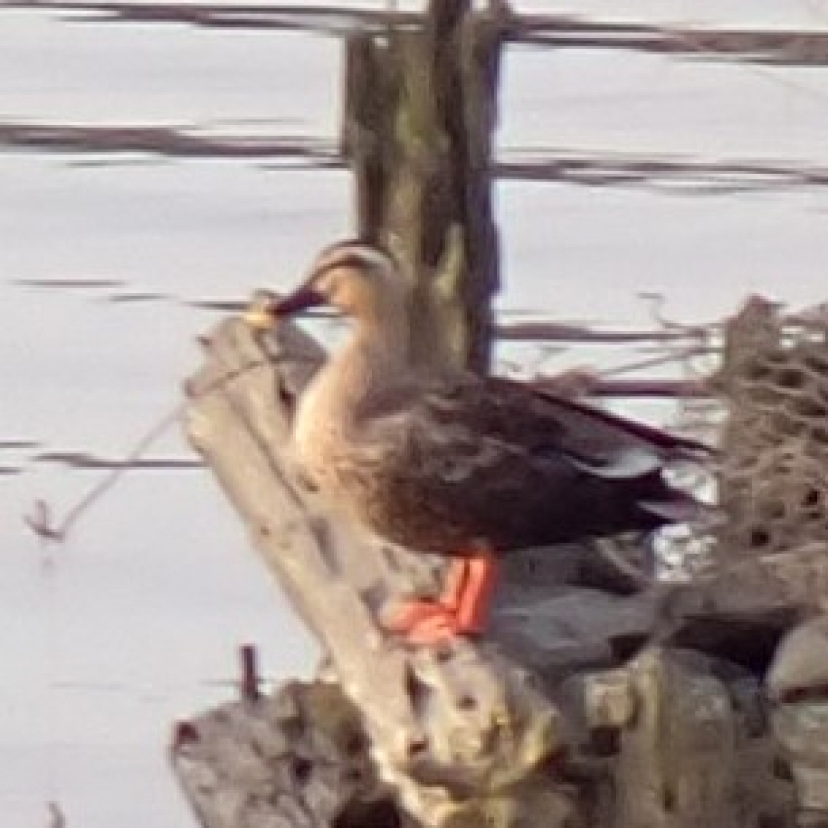 詳細検索：環境省