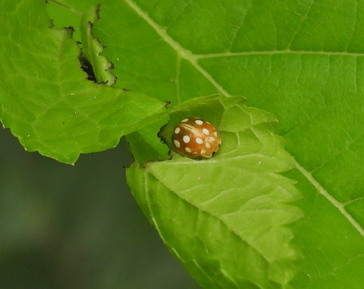詳細検索：環境省
