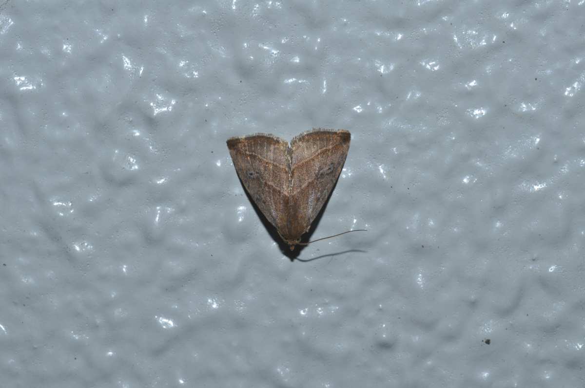 詳細検索：環境省