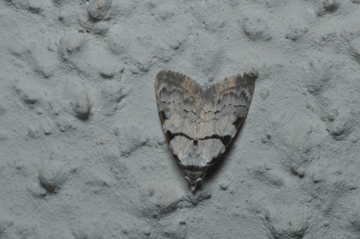 詳細検索：環境省