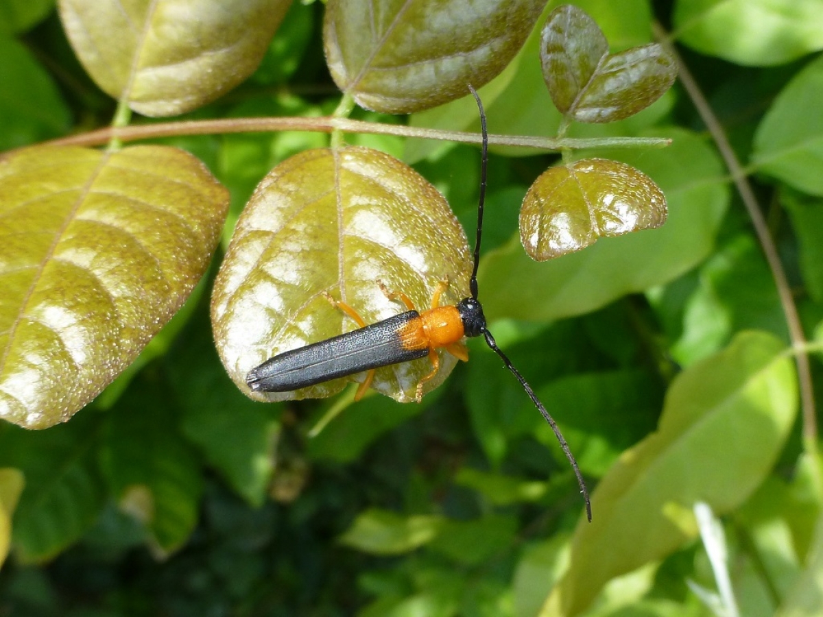 詳細検索：環境省
