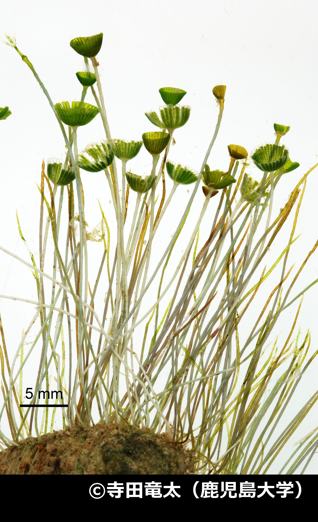 ホソエガサ：RL/RDB：環境省